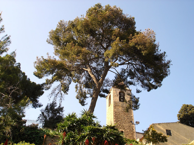 Árboles con alma: Pino Carrasco. Pi blanc. (Pinus halepensis)