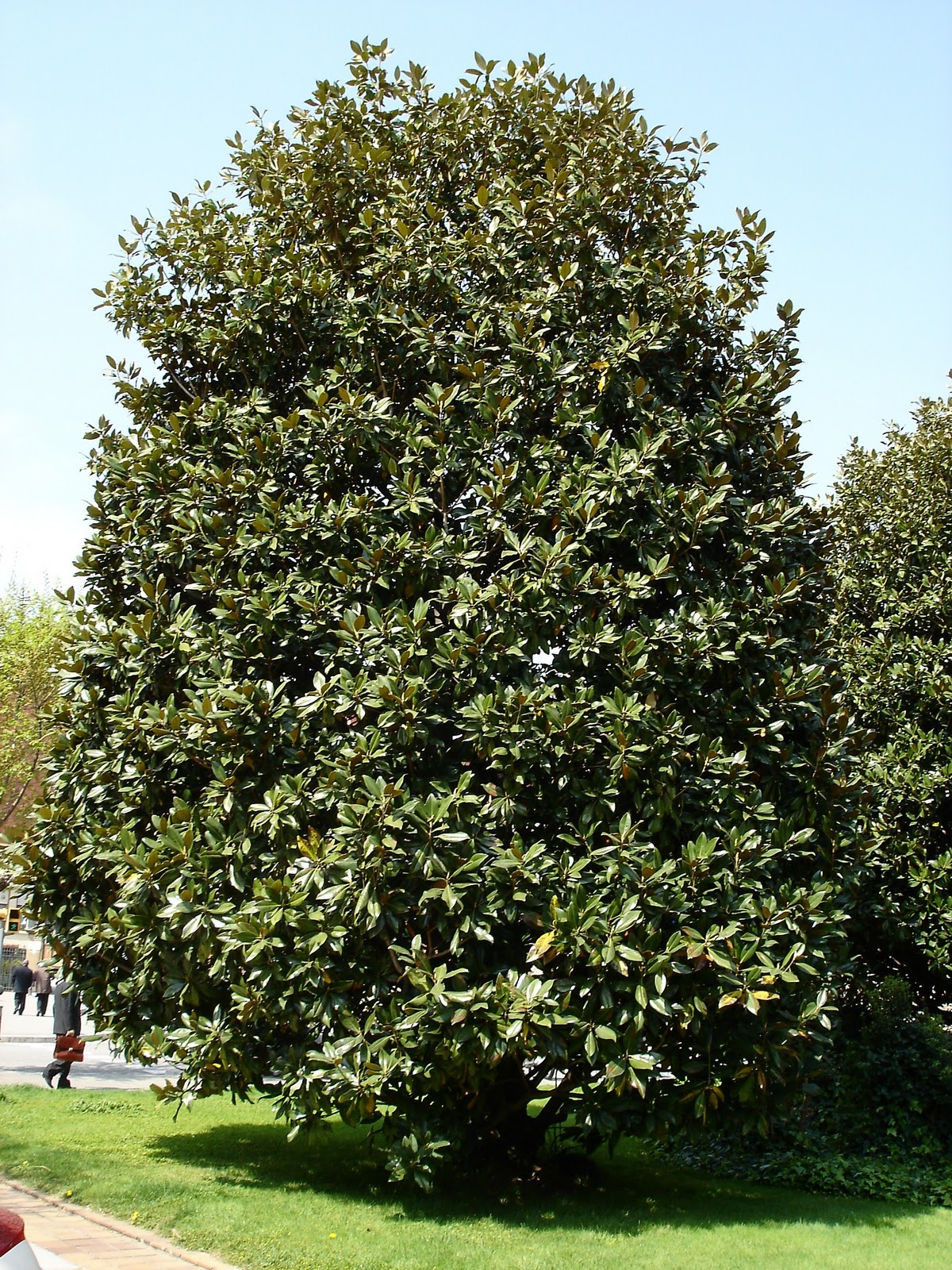 Árboles con alma: Magnolia. (Magnolia grandiflora)