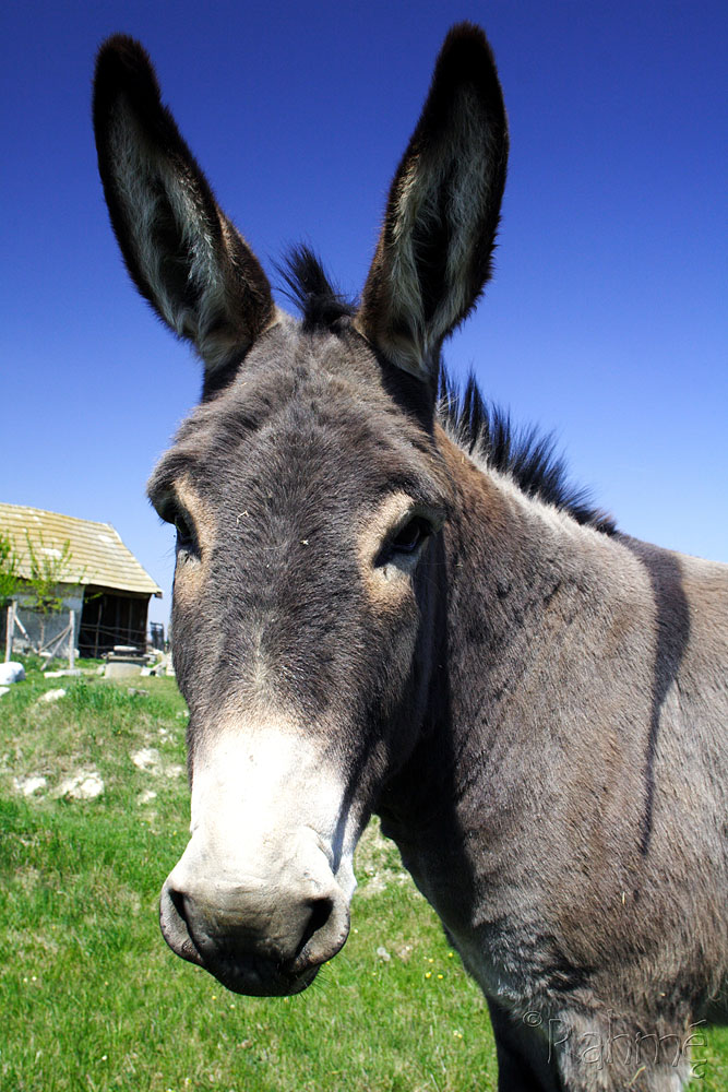 Nature Photography of Nikola Rahmé: Equus asinus