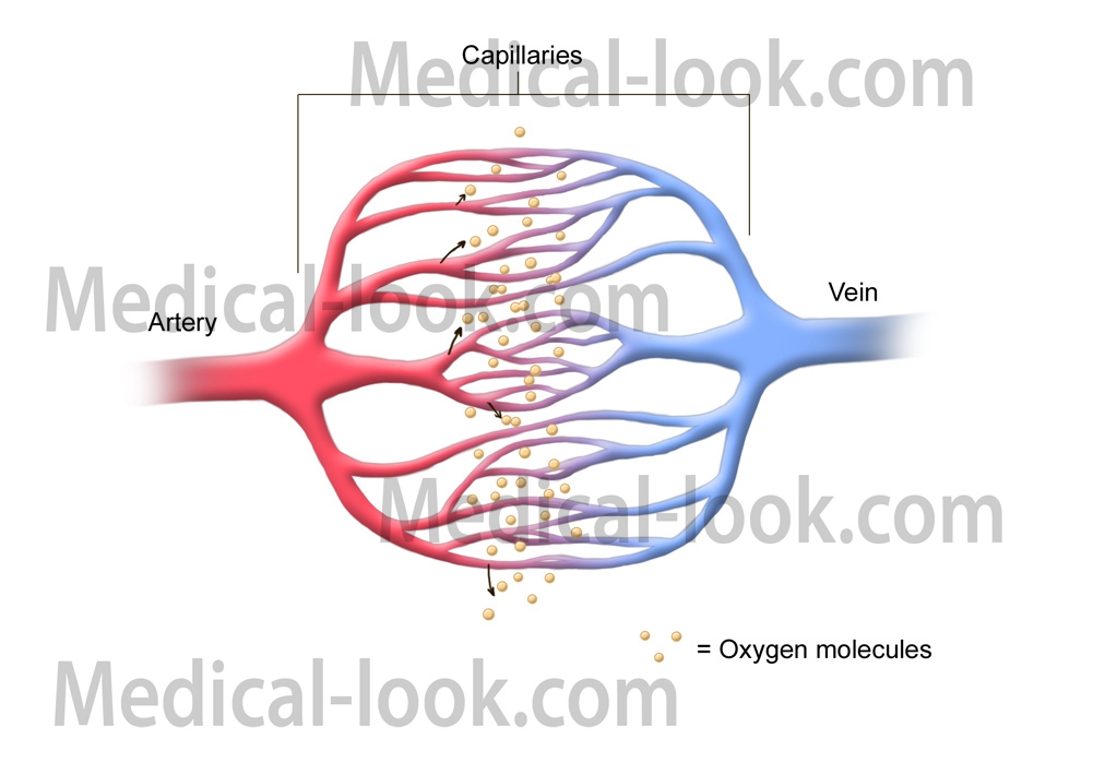 Arteries Veins And Capillaries Comparison | Helena Bonham Carte