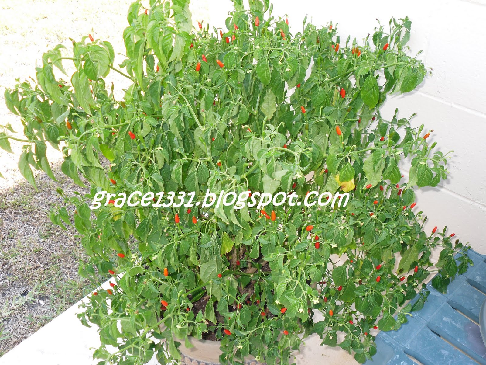 We live to tell God's "Amazing Grace": My Husband's Sili Plant