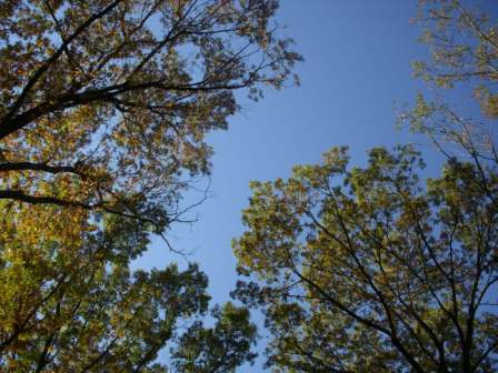 Crofton Triangle Blog