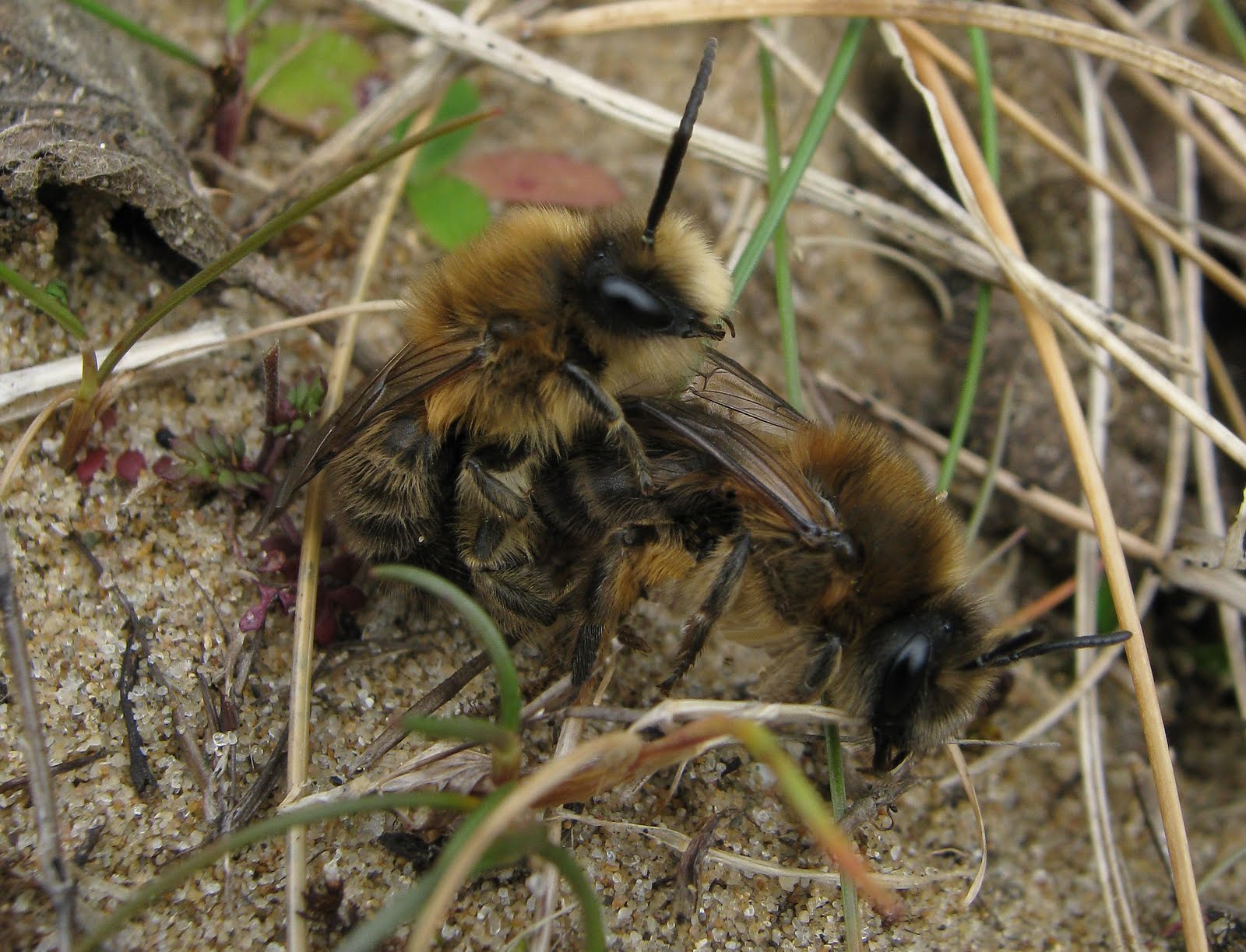 Gower Wildlife: Vernal colletes mining bee at Oxwich