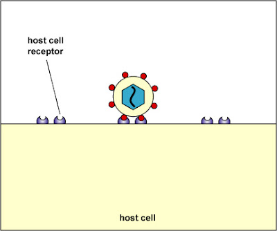 Virus-Host Interactions: Virus Replication Cycle Part I
