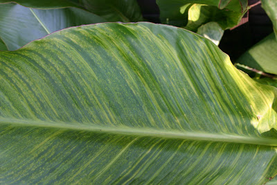 Canna News: Thoughts on virus from Hart Canna