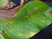 Canna News: Canna Rust