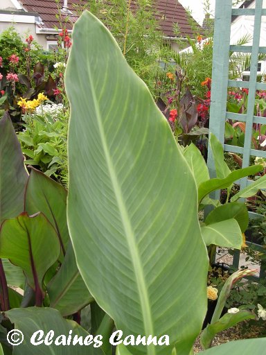 Canna News: October 2009