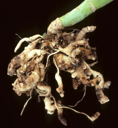 From a Worcester Allotment: How to cope with clubroot