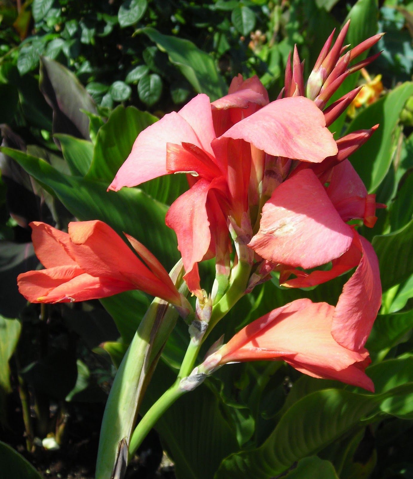canna-news-600-000-plant-species-names-redundant