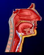 Liga de Pneumologia de Botucatu: FARINGE