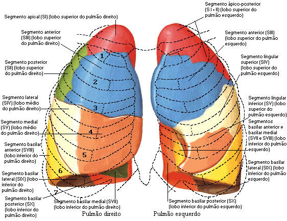 Liga de Pneumologia de Botucatu: PULMÕES
