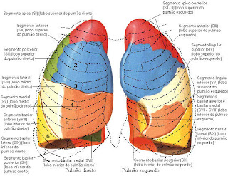 Liga de Pneumologia de Botucatu: PULMÕES
