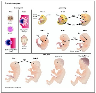 CO THE HOC: Development of the human brain