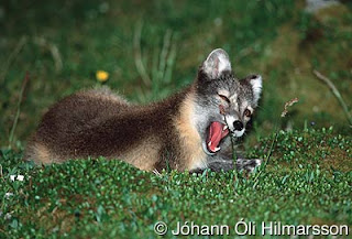 Fsu - Selfoss, Iceland - Daxing middle school nr. 1- Beijing, China ...