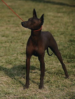 Viringo - Perro sin Pelo del Peru.