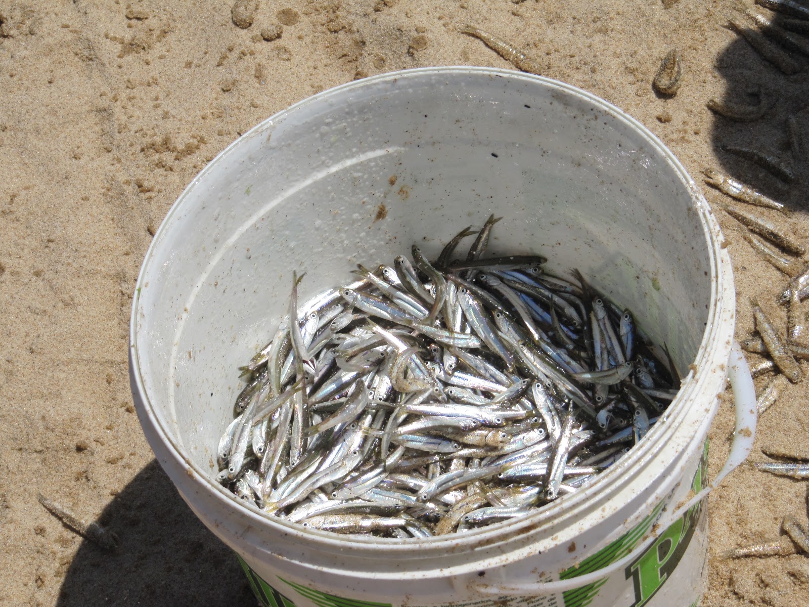 É tempo de pititinga, veja como é fácil preparar