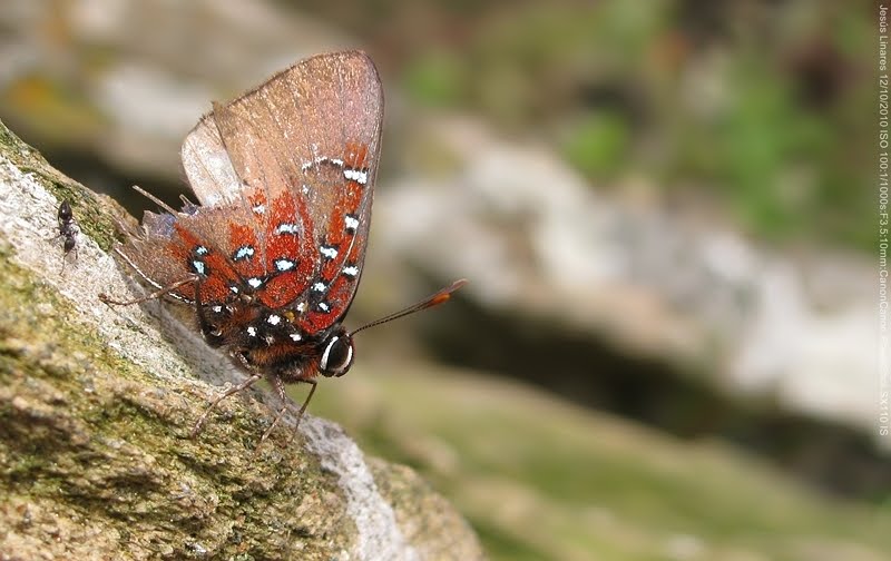 JLinaresP: Brangas caranus