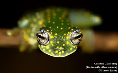 Easley Birding: Glass Frogs Galore!!!