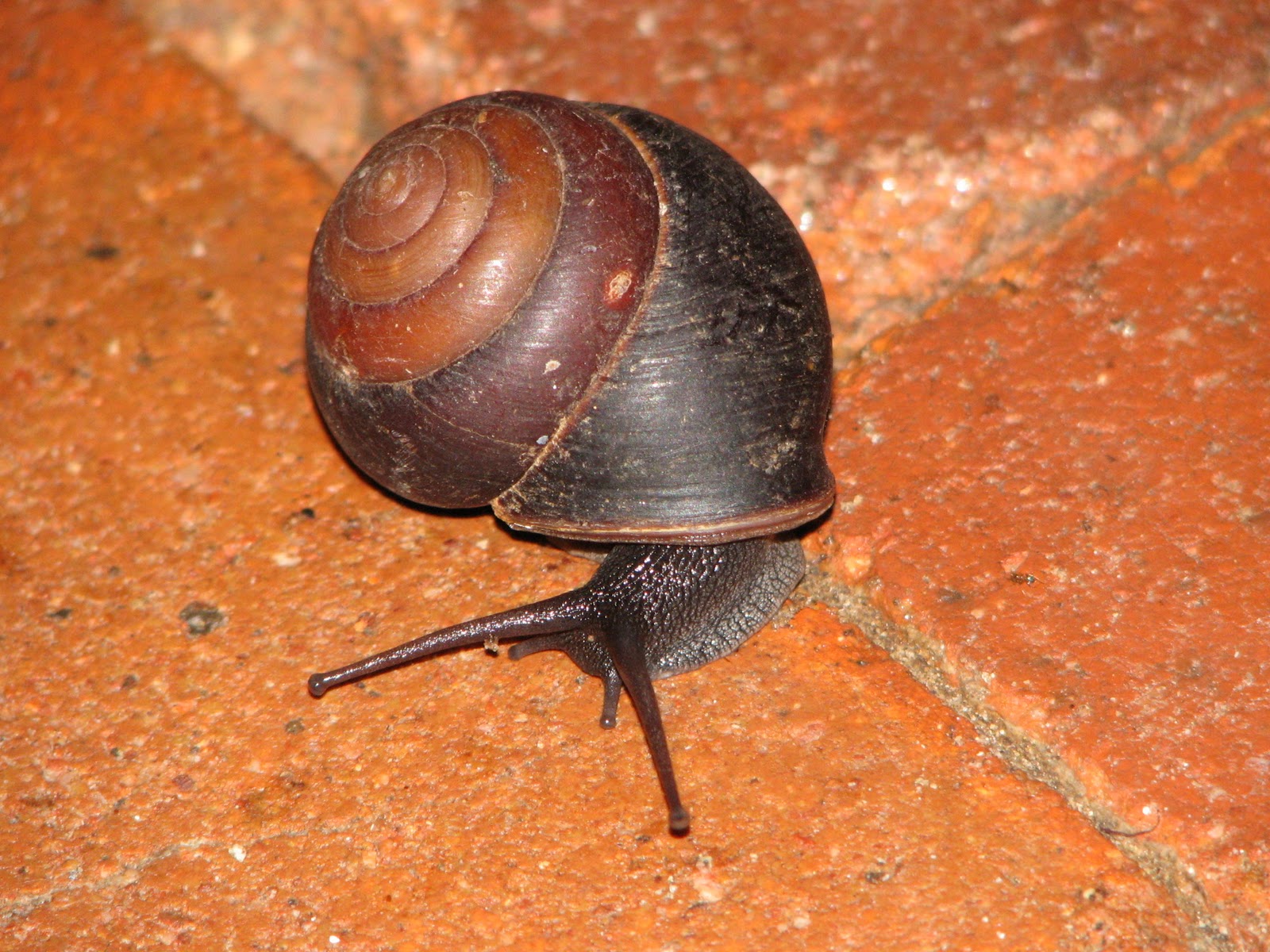 Bush Bernie's Blog: Wildlife on Wednesday ... Slimy Snails. A beauty or ...