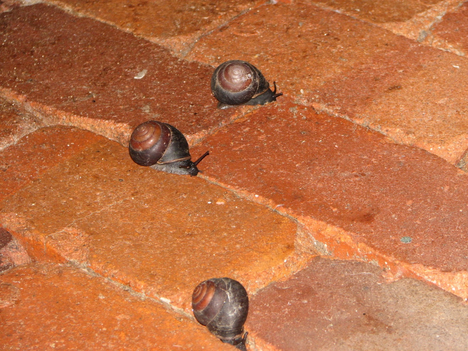 Bush Bernie's Blog: Wildlife on Wednesday ... Slimy Snails. A beauty or ...