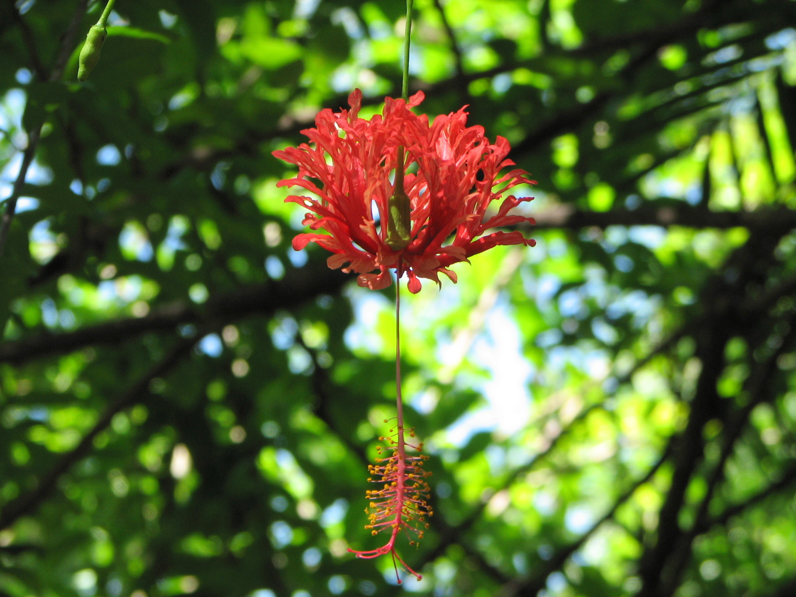 My Dry Tropics Garden: Hibiscus schizopetalus - Japanese Lantern