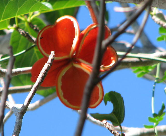 My Dry Tropics Garden: My own native 'Bush Tucker' tree - Sterculia ...