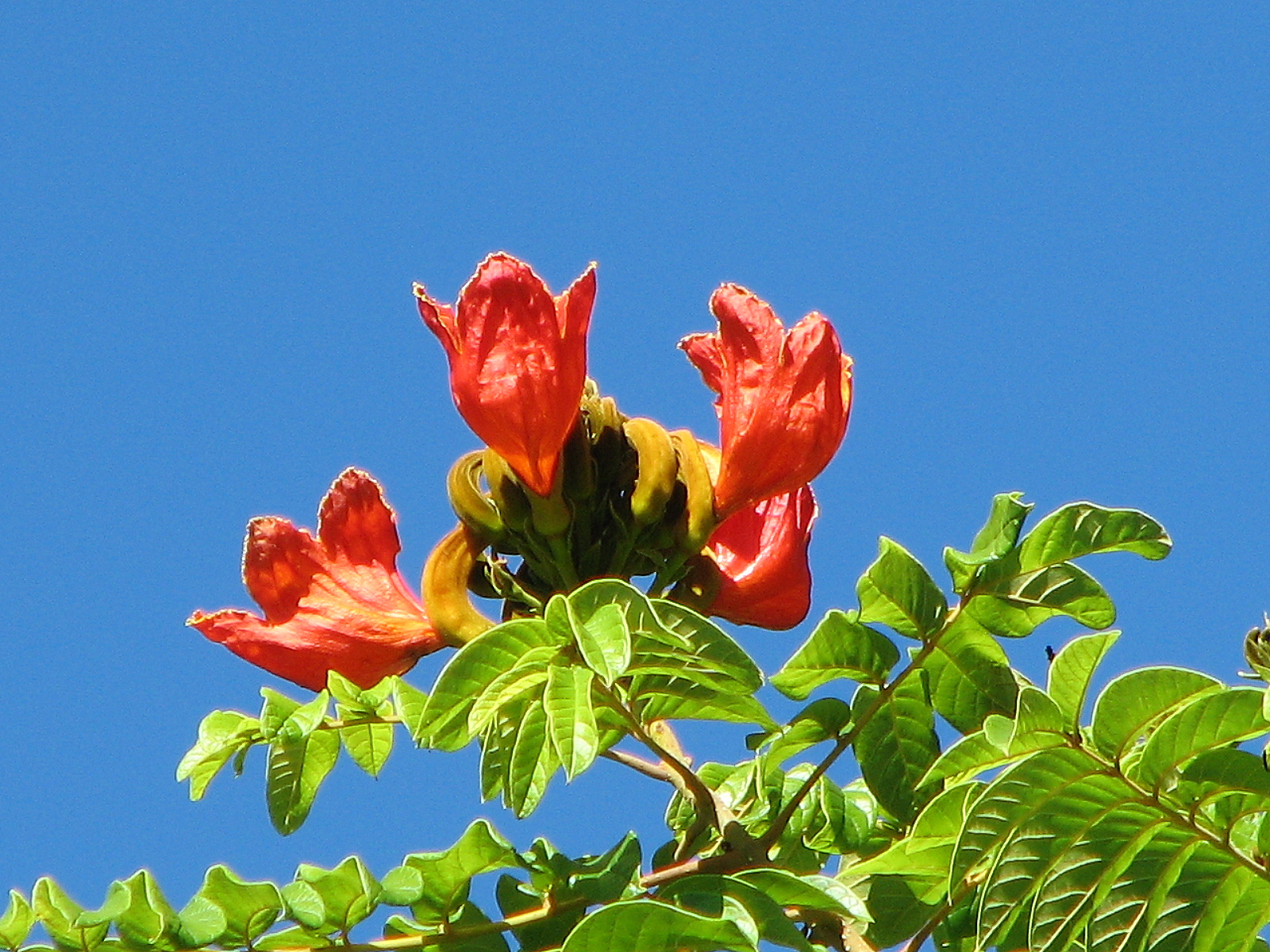My Dry Tropics Garden: African Tulip Tree - Spathodea Campanulata