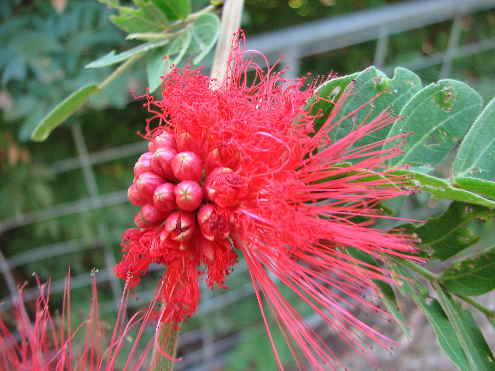 My Dry Tropics Garden: Calliandras - the striking Powderpuffs.