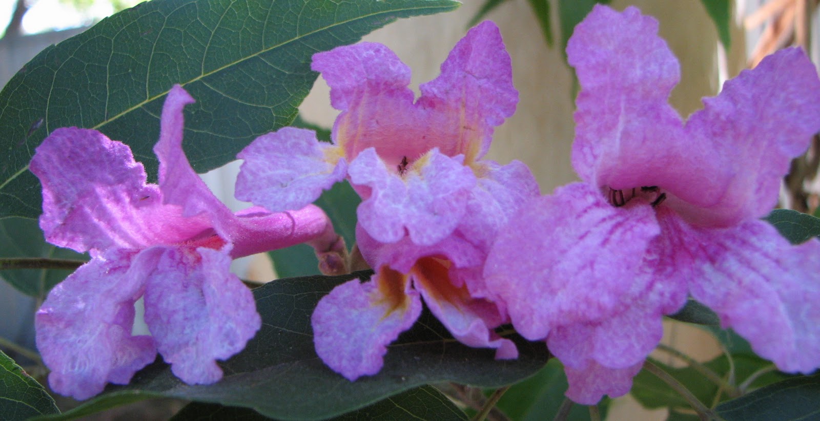 My Dry Tropics Garden: Tabebuia impetiginosa - the Dwarf Pink Trumpet Tree