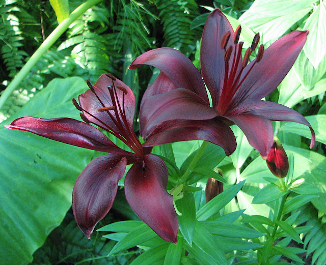 Bush Bernie's Blog: A Hot, Loud and Proud Flower Flaunt on Friday - mid ...