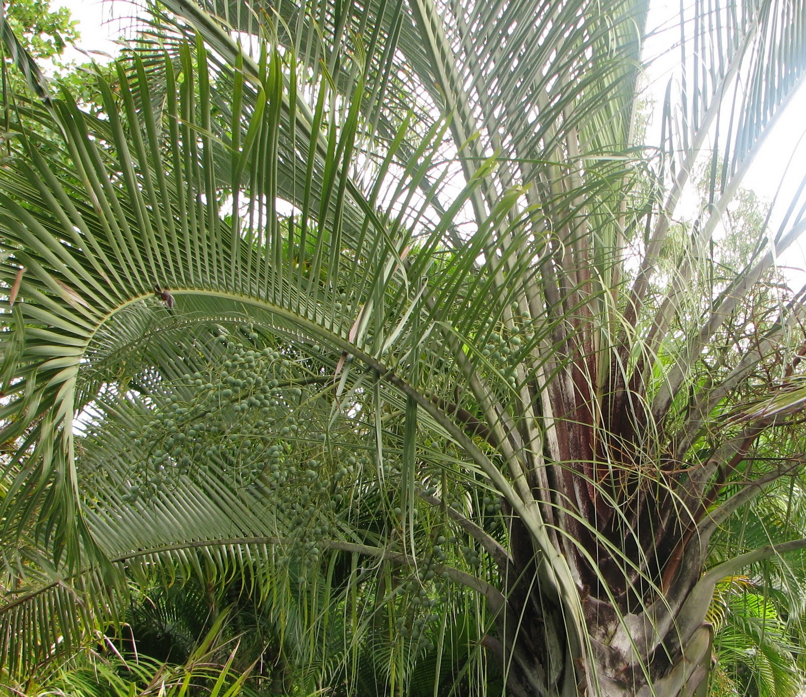 My Dry Tropics Garden: My Place - Part 3: My Driveway Garden Beds.