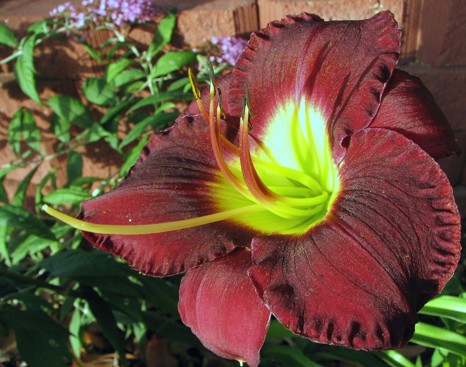 Bush Bernie's Blog: Flower Flaunt on Friday - as Spring draws to a close.