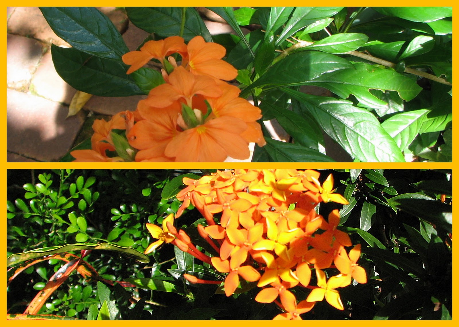 Bush Bernie's Blog: Flower Flaunt on Friday/Mosaic Monday - in the ...