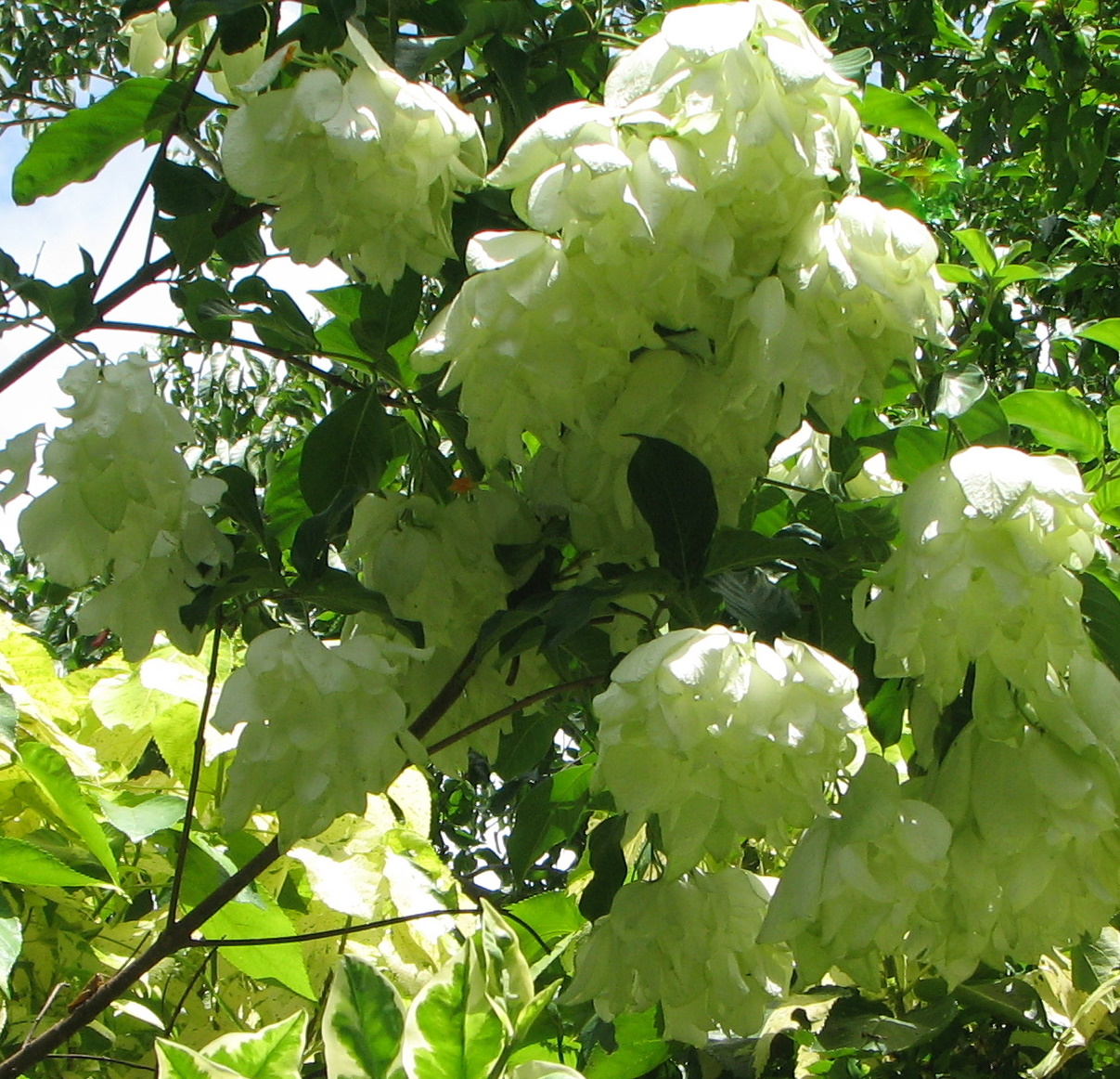 Bush Bernie's Blog: Flower Flaunt on Friday/Mosaic Monday - in the ...