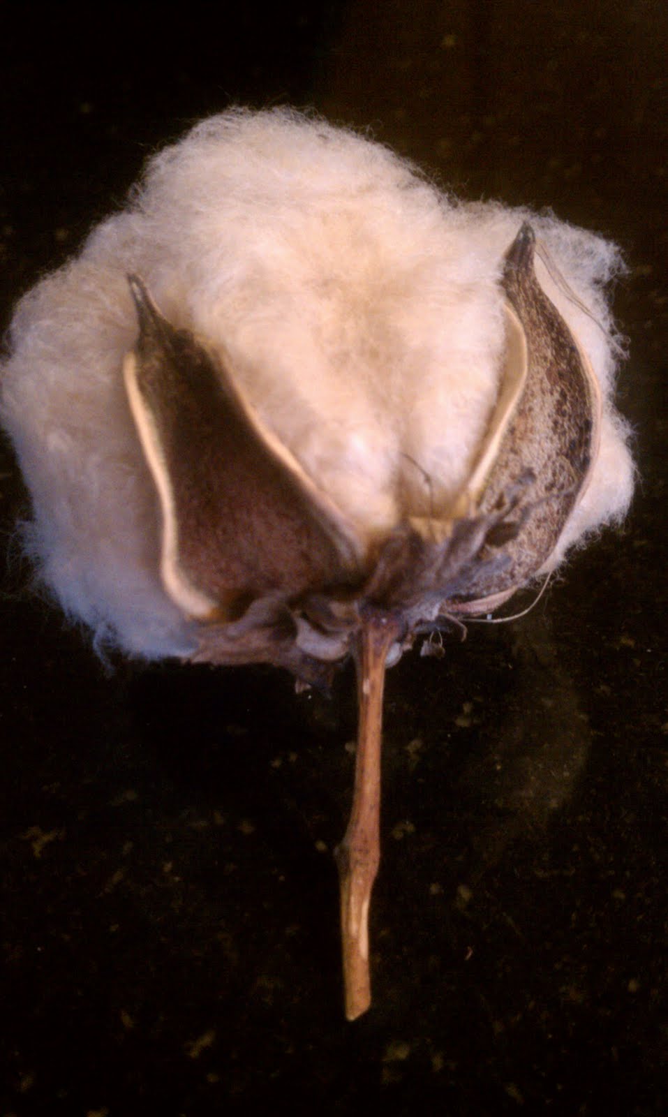 TruWest Farm: Nankeen cotton