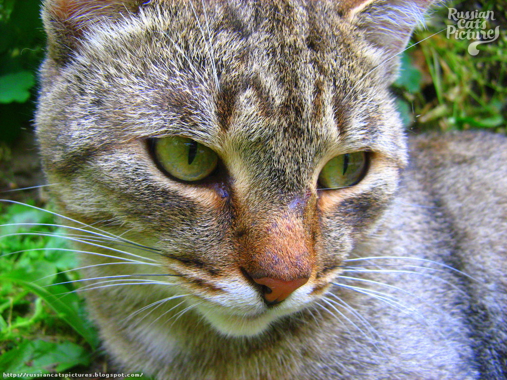 Upset Tabby Cat — Russian Cats Pictures