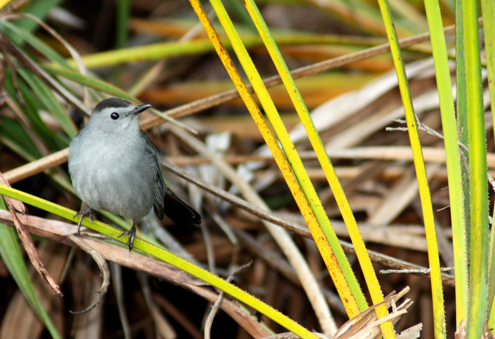 Copper Crow Studio: Alligators