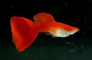 M@E 孔雀鱼俱乐部: solic 單色