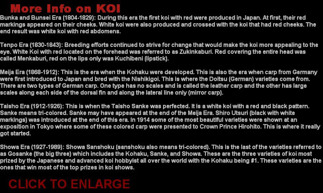 Renée Finberg ' TELLS ALL ' in her blog of her Adventures in Design ...