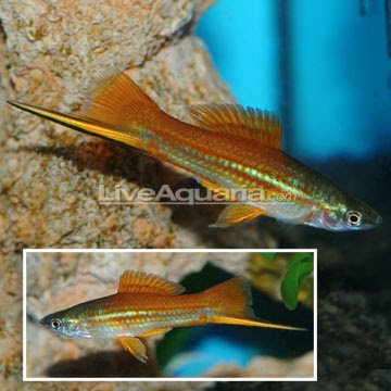 Assorted Swordtail - Freshwater Fishs