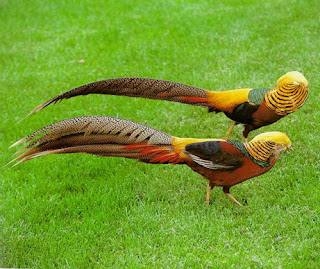 faisanes y aves ornamentales: FAISANES