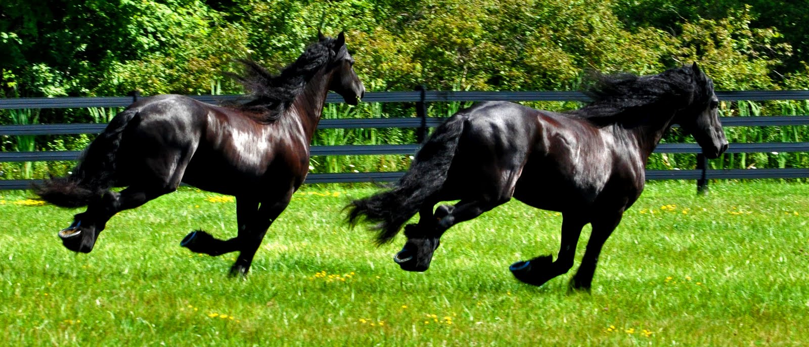 Sleipner: Friesians Cas & Cor