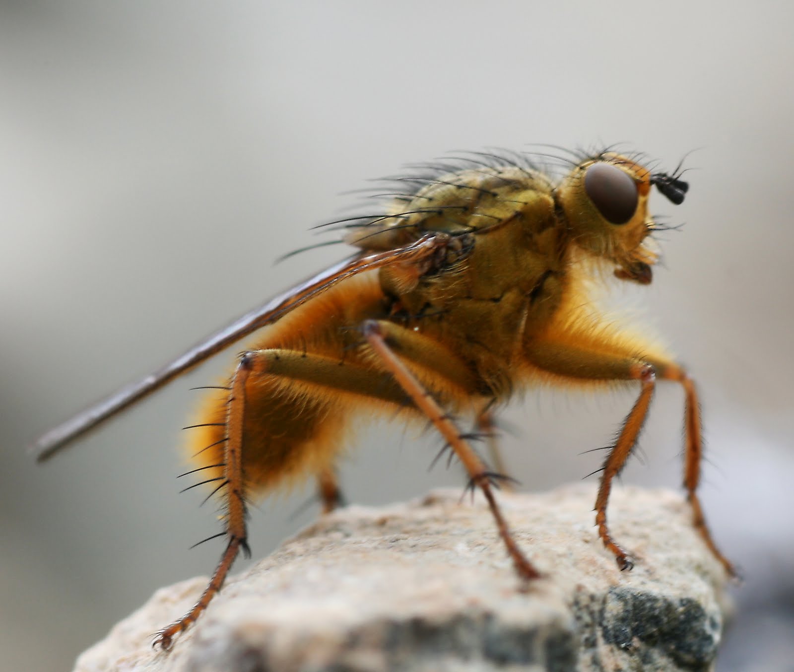 Bill Senior's Invertebrate Photographs: The Common Yellow Dung Fly ...