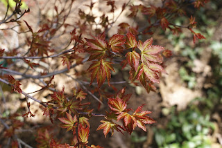 Barbara's Japanese Maple Avenue: March 2007