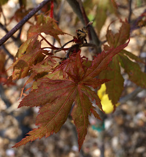 Barbara's Japanese Maple Avenue: May 2008