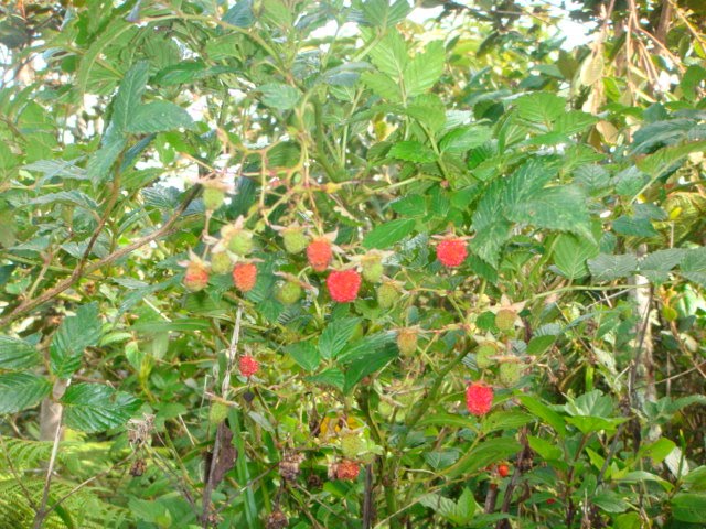 Philippine Languages @ Cordillera Administrative Region: Pinit, an ...