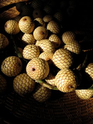 Rattan, The Pinoy Warrior's Vine - Filipino Culture by The Pinoy Warrior