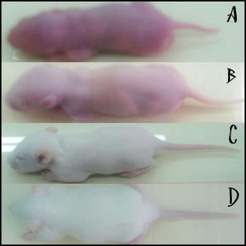 RAT] - - - - - - - - - - - - - -: RATA WISTAR