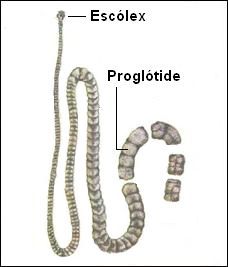 Parasitología: Platelmintos parásitos: Schistosoma y Tenia