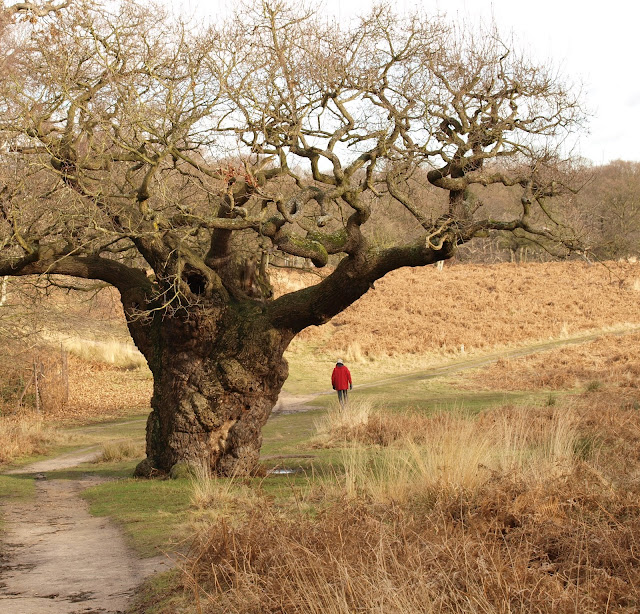 Richmond upon Thames Daily Photo: Fat tree, small man - # 348